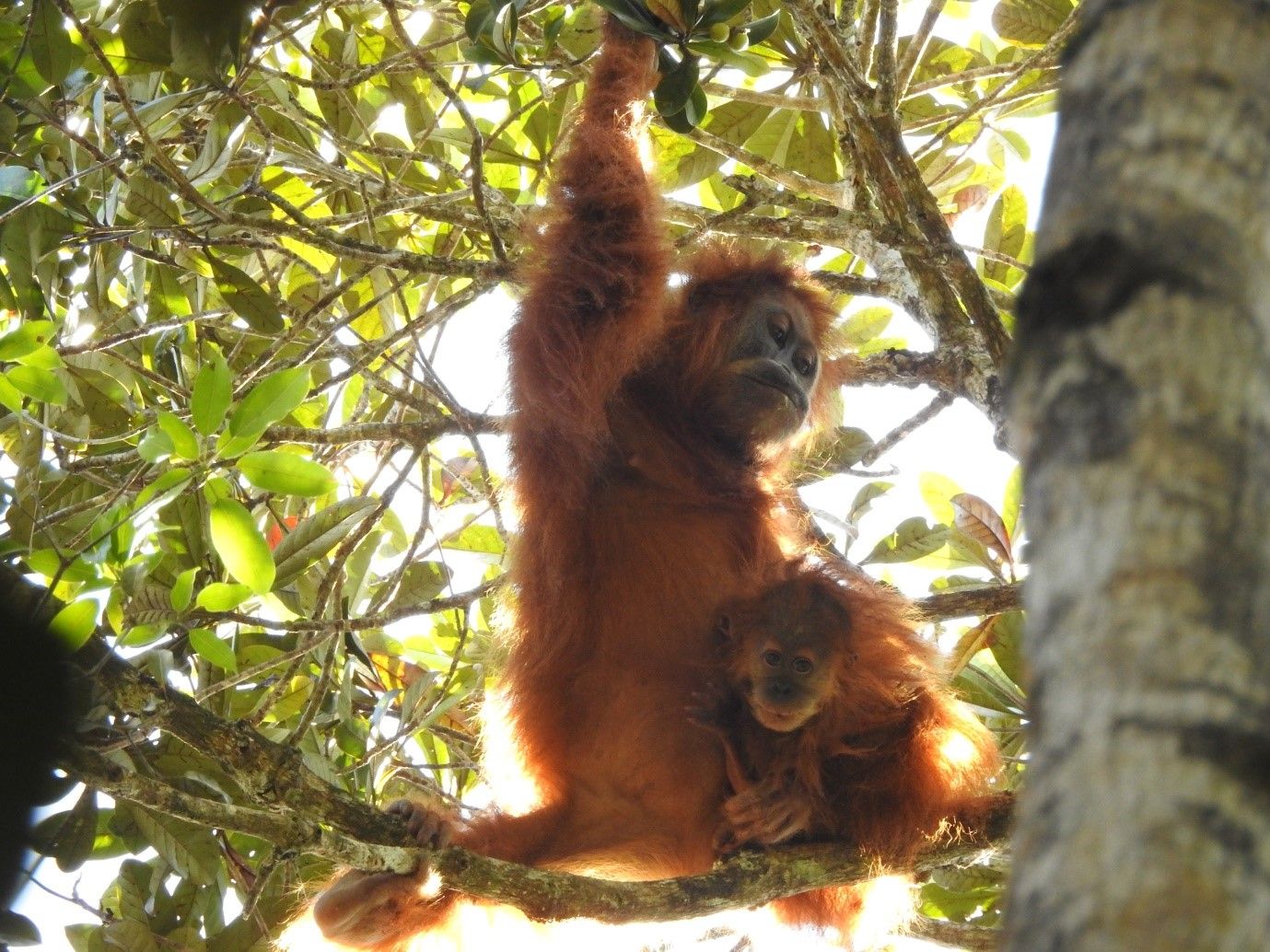 Endangered, These Six Indonesian Primates Must Be Protected - RRI.co.id