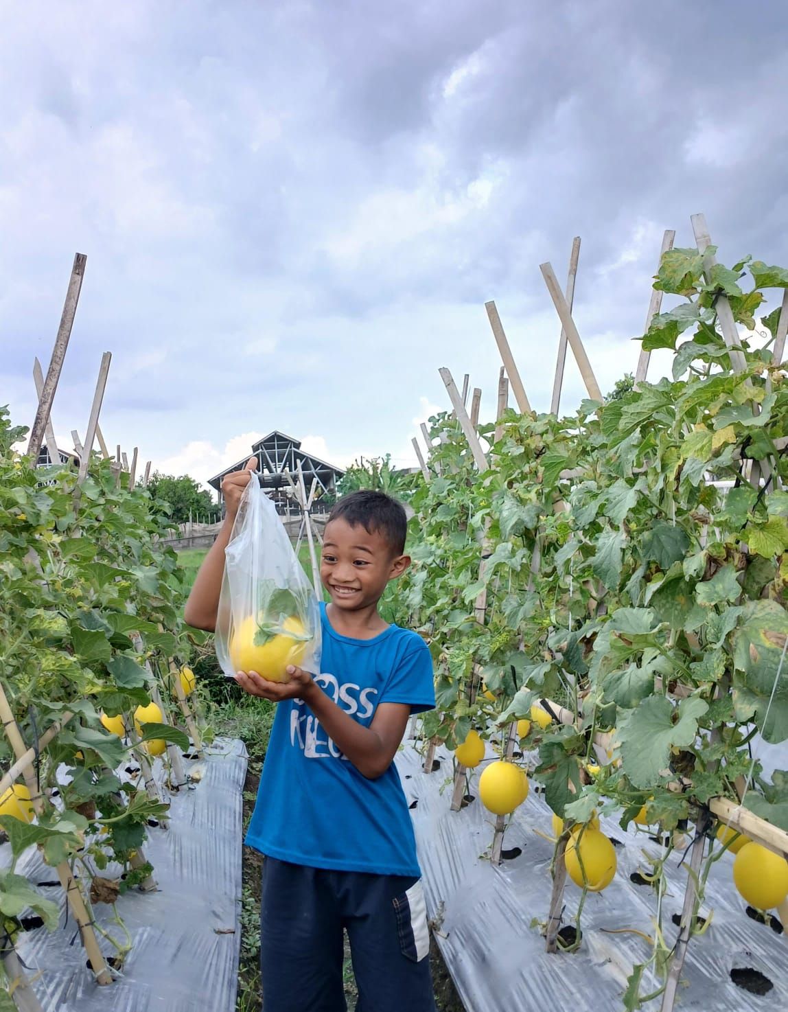 Menikmati Wisata Petik Melon di Kebun Melon Tembolak, Mataram - RRI.co.id